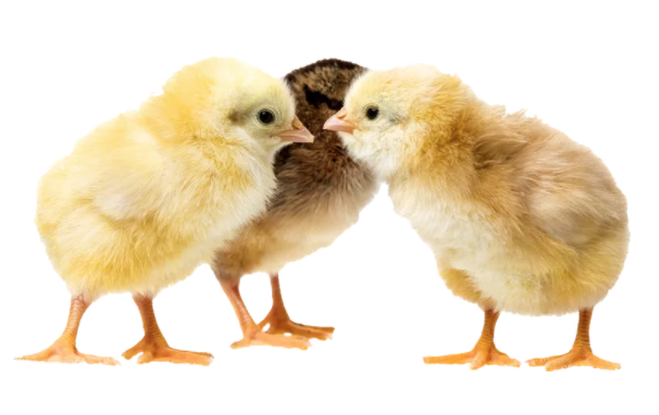 Chick Season – Higby's Country Feed Inc.